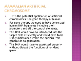 Mammalian artificial chromosome | PPTX | Genetics | Science