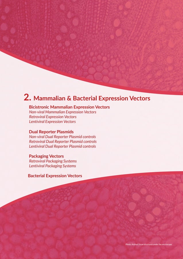 Mammalian & Bacterial Expression | PDF
