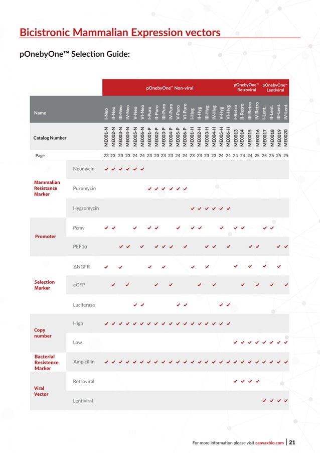 Mammalian & Bacterial Expression | PDF