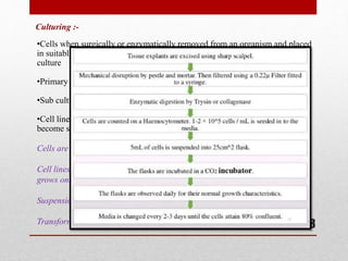 Mammalian cell culture, basic techniques | PPTX