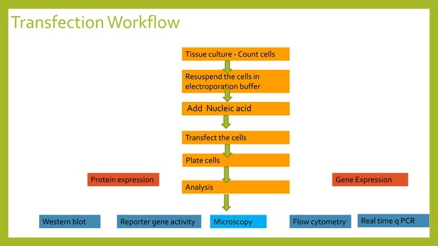 Mammalian cell expression system | PPTX | Programming Languages | Computing