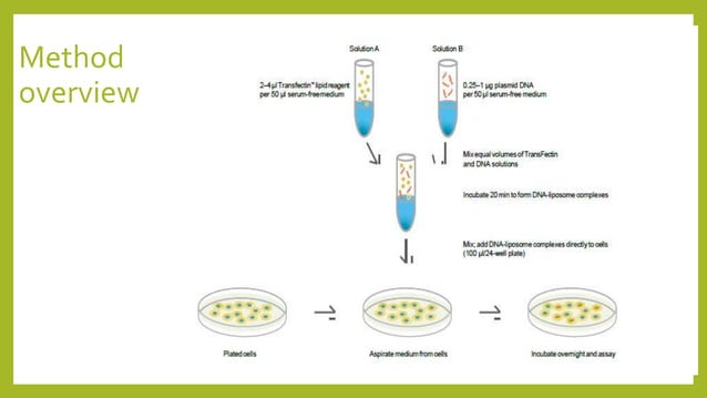Mammalian cell expression system | PPTX | Programming Languages | Computing