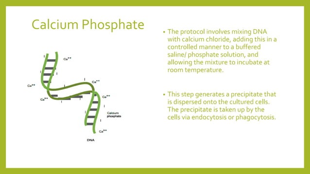 Mammalian cell expression system | PPTX | Programming Languages | Computing
