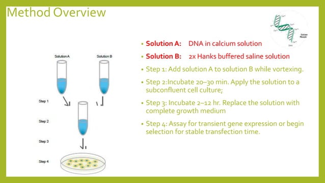 Mammalian cell expression system | PPTX | Programming Languages | Computing