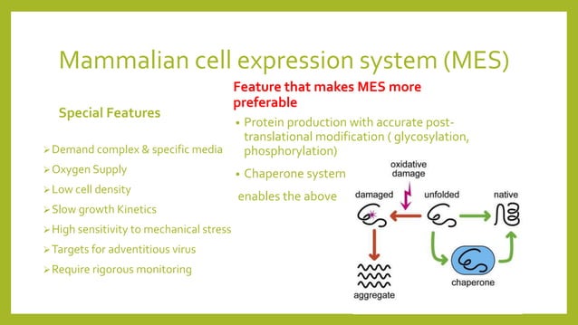 Mammalian cell expression system | PPTX | Programming Languages | Computing