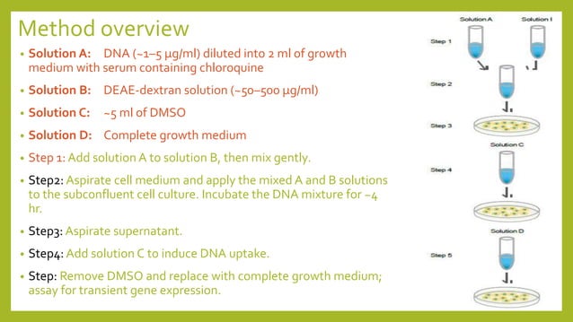 Mammalian cell expression system | PPTX | Programming Languages | Computing