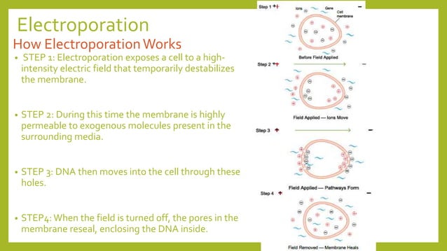 Mammalian cell expression system | PPTX | Programming Languages | Computing