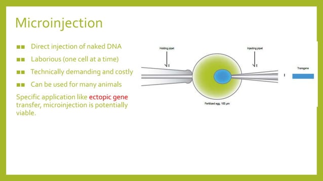 Mammalian cell expression system | PPTX | Programming Languages | Computing