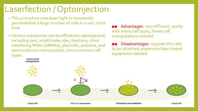 Mammalian cell expression system | PPTX | Programming Languages | Computing