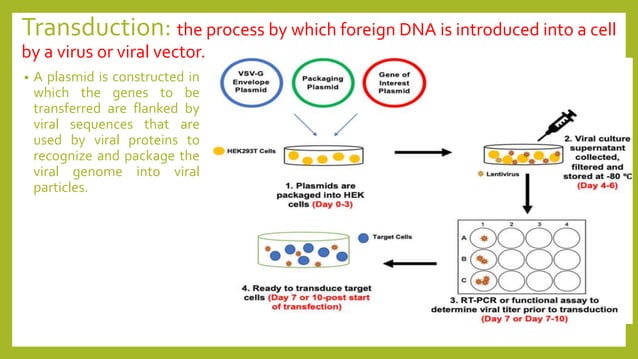 Mammalian cell expression system | PPTX | Programming Languages | Computing