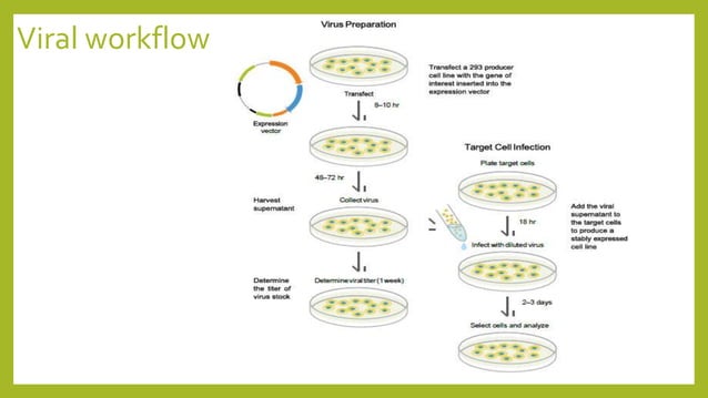 Mammalian cell expression system | PPTX | Programming Languages | Computing