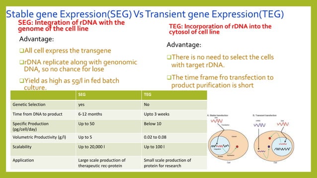Mammalian cell expression system | PPTX | Programming Languages | Computing