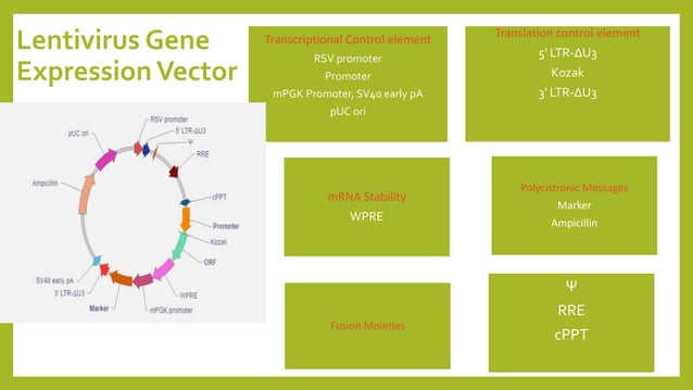 Mammalian cell expression system | PPTX | Programming Languages | Computing