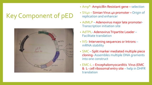 Mammalian cell expression system | PPTX | Programming Languages | Computing