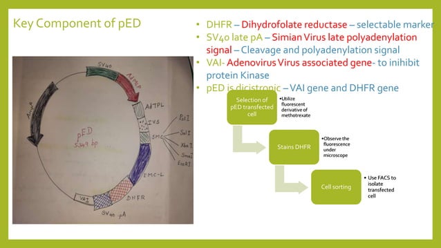 Mammalian cell expression system | PPTX | Programming Languages | Computing
