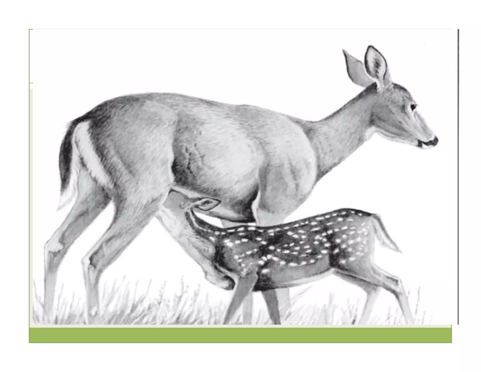 General Characteristics of Mammals | PDF