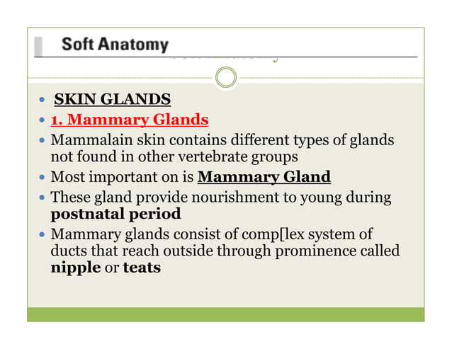 General Characteristics of Mammals | PDF