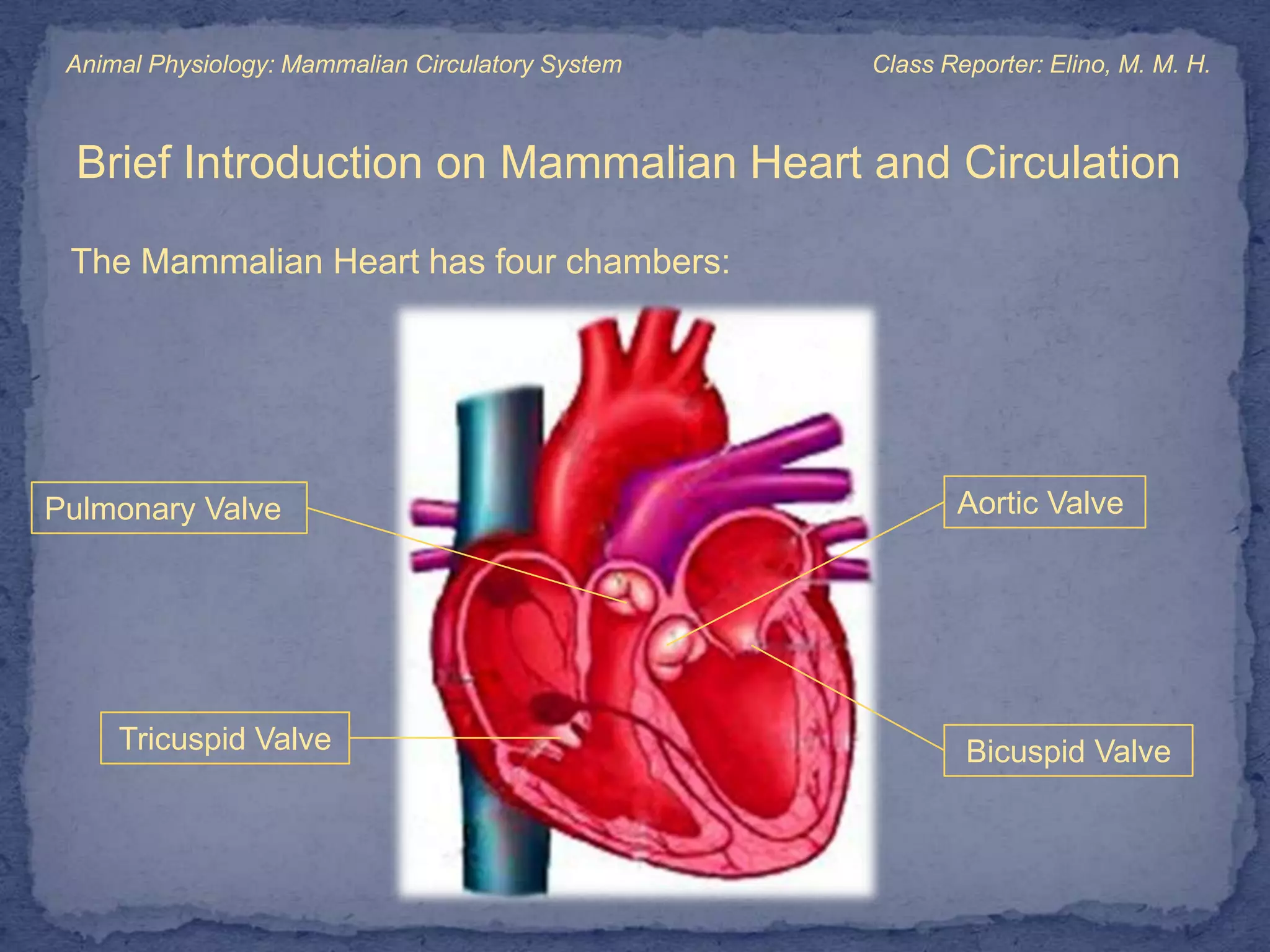 Mammalian Circulatory system | PPT