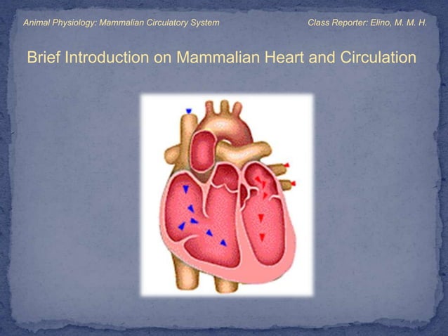 Mammalian Circulatory system | PPT | Heart and Cardiovascular Diseases | Diseases and Conditions