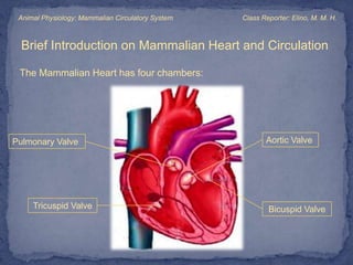 Mammalian Circulatory system | PPT