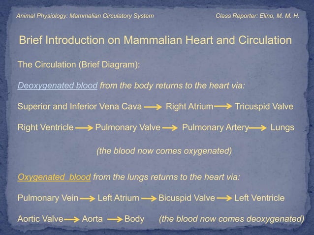 Mammalian Circulatory system | PPT | Heart and Cardiovascular Diseases | Diseases and Conditions