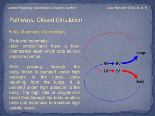 Closed Circulatory System Bird