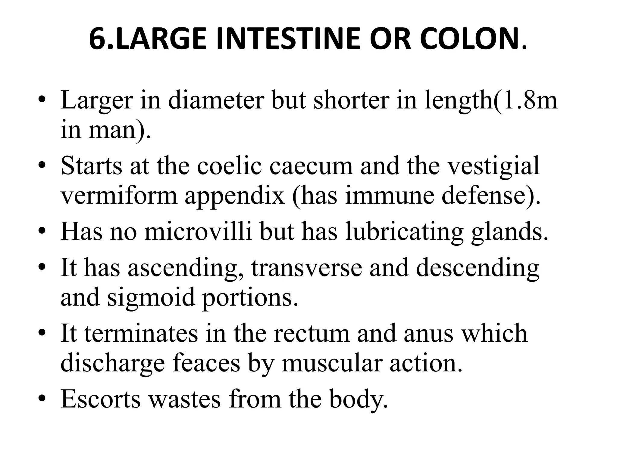 Mammalian Digestive system-1.pptx