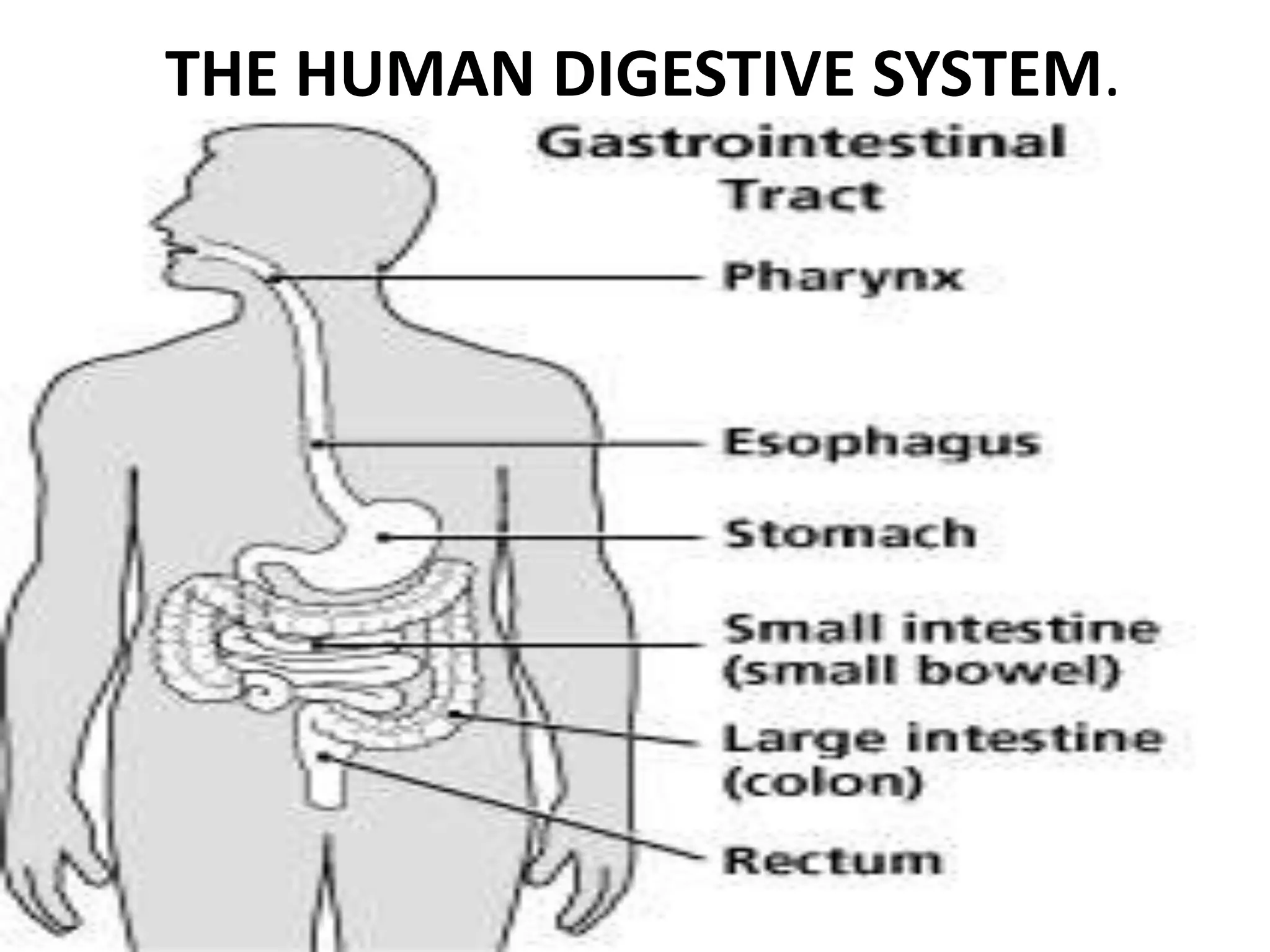 Mammalian Digestive system-1.pptx