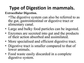 Mammalian Digestive system-1.pptx