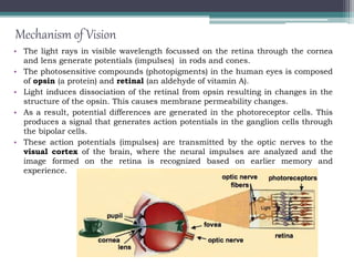 Mammalian eye | PPTX