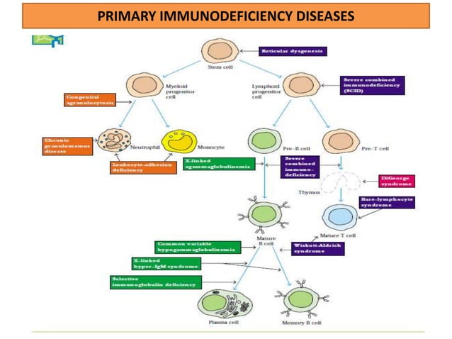 Mammalian immune response an overview | PPT