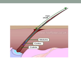 Mammalian integument final | PPTX
