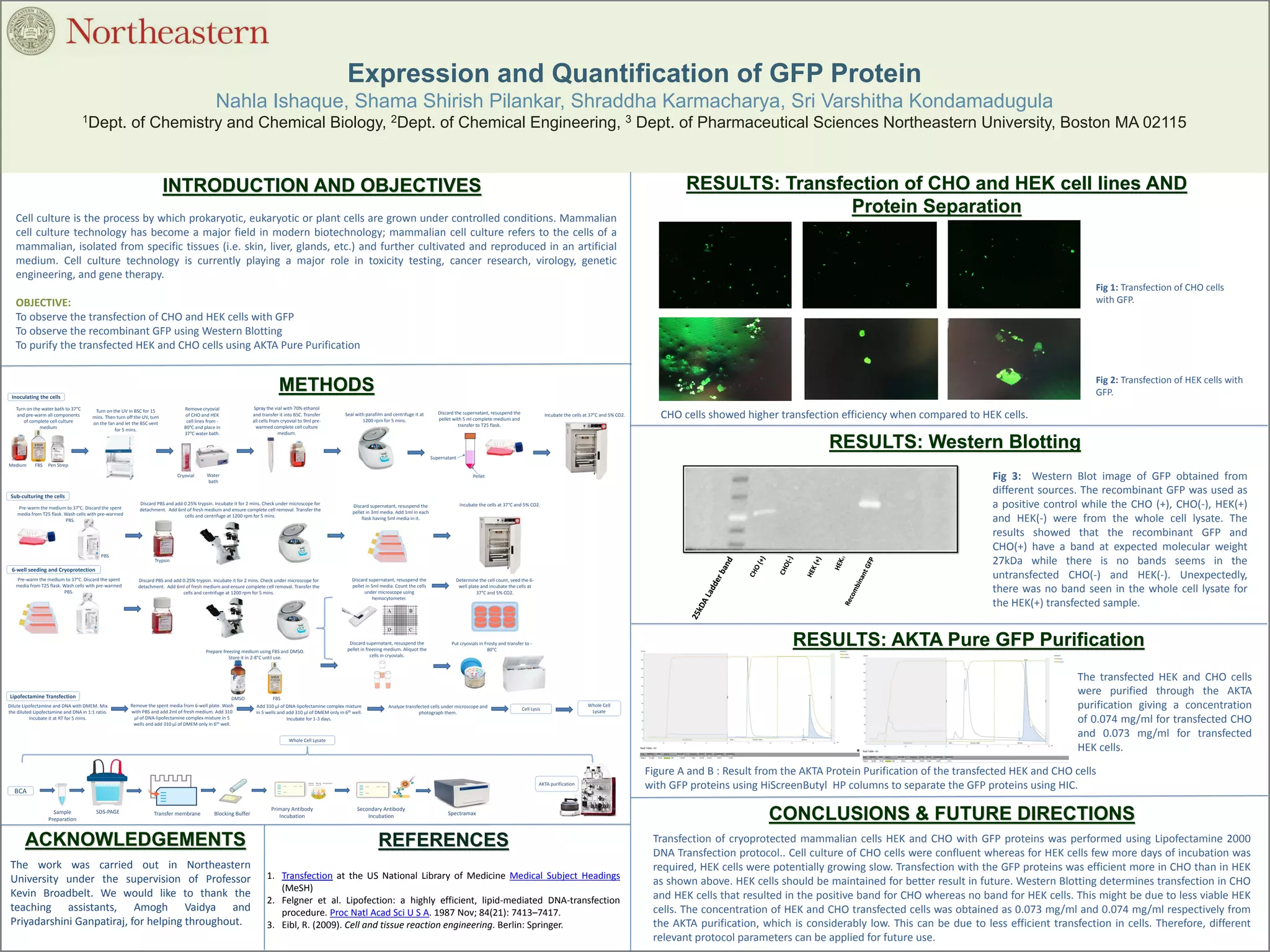 Mammalian project poster | PPTX | Biological Sciences | Science