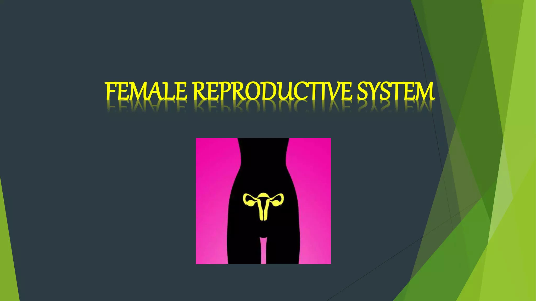 Mammalian reproductive system - Female | PPT