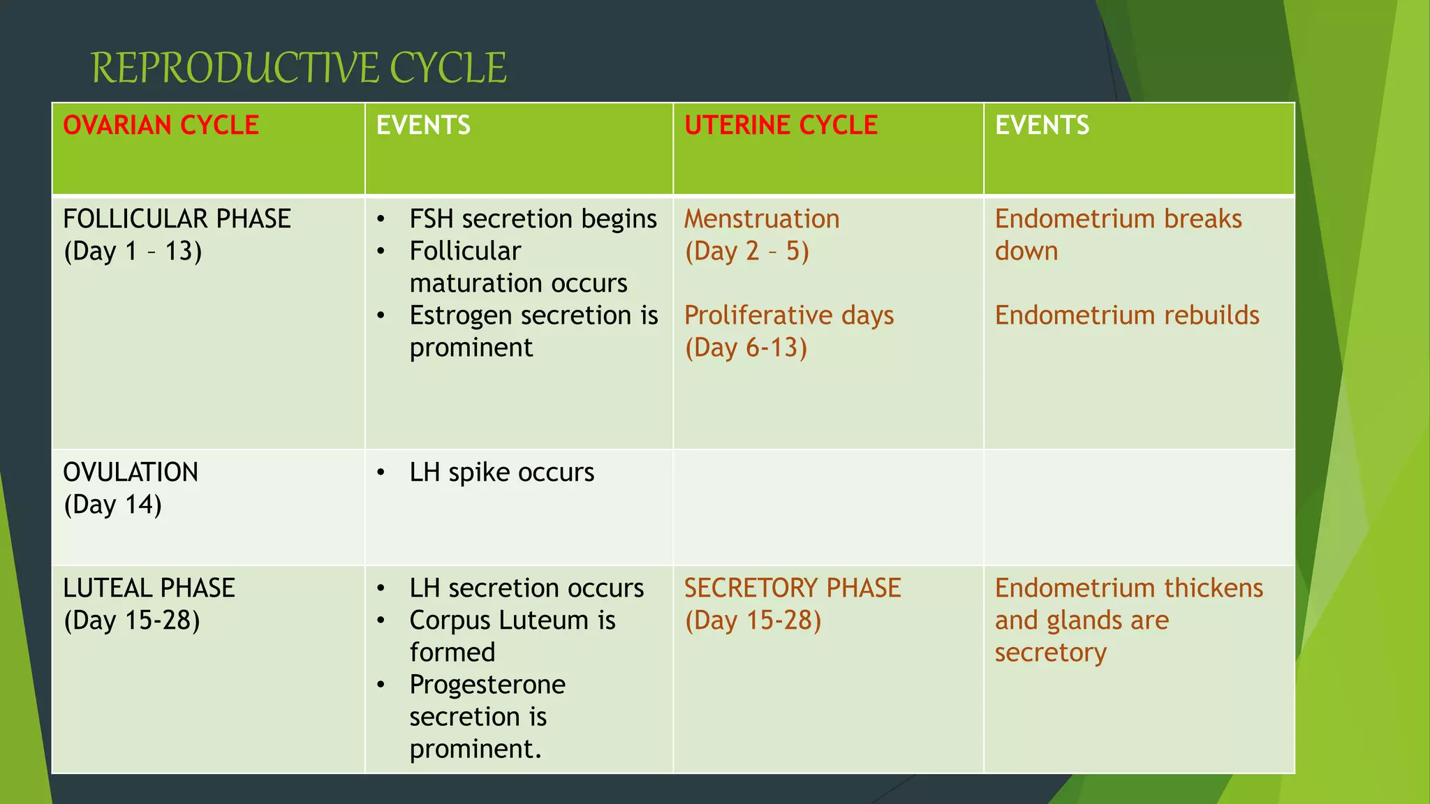 Mammalian reproductive system - Female | PPT