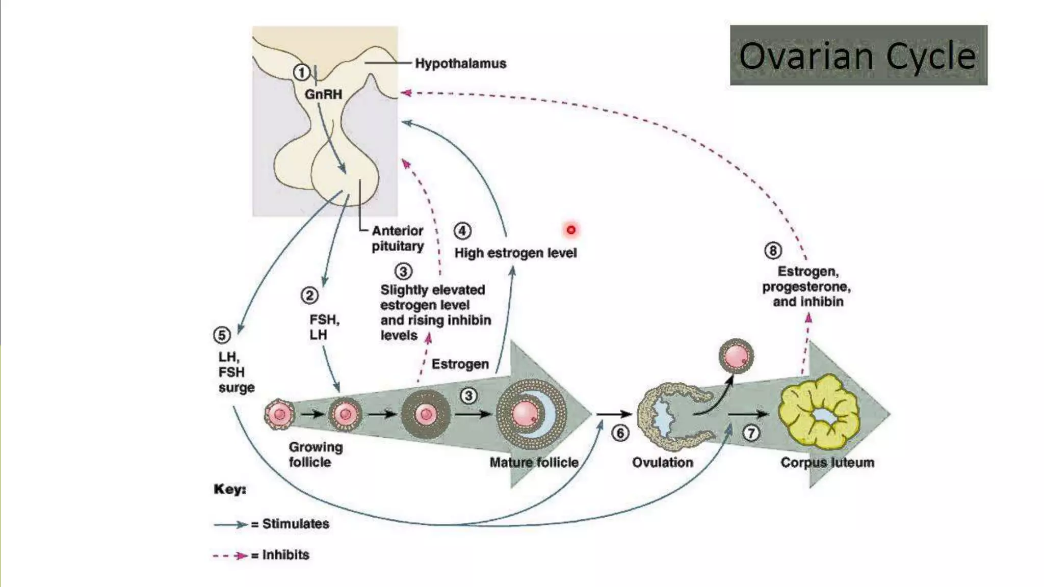 Mammalian reproductive system - Female | PPT