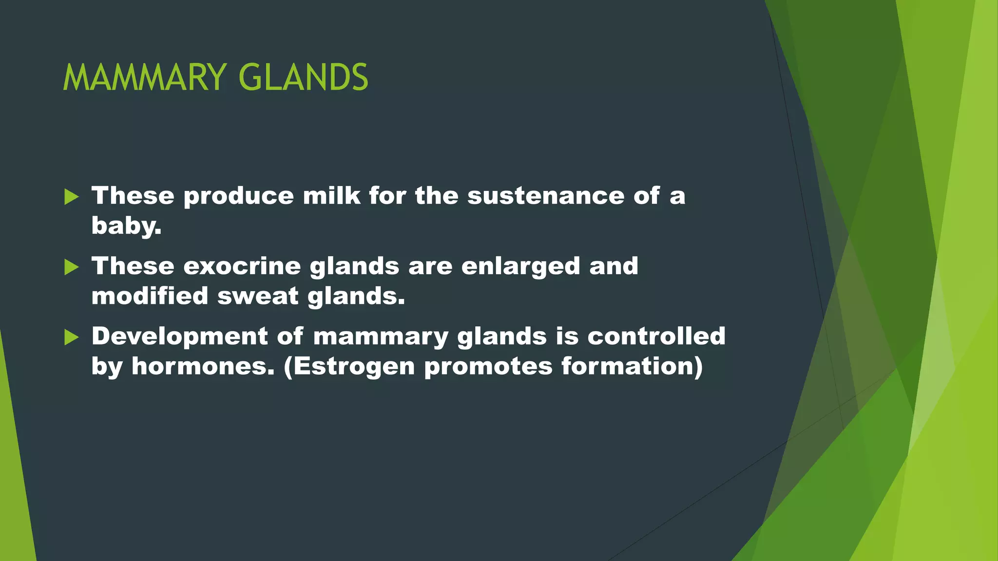 Mammalian reproductive system - Female | PPT