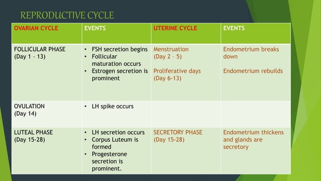 Mammalian reproductive system - Female | PPT
