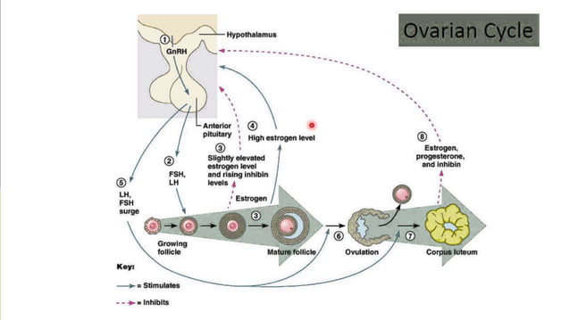 Mammalian reproductive system - Female | PPT