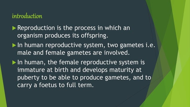 Mammalian reproductive system - Female | PPT