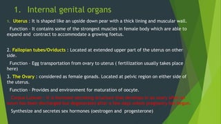 Mammalian reproductive system - Female | PPTX