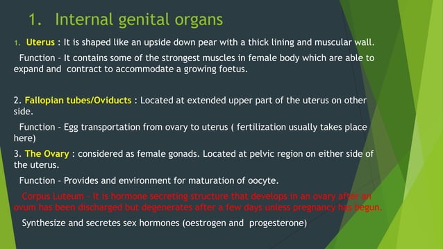 Mammalian reproductive system - Female | PPT