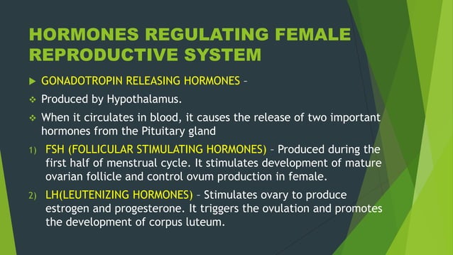 Mammalian reproductive system - Female | PPT