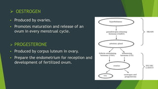Mammalian reproductive system - Female | PPTX