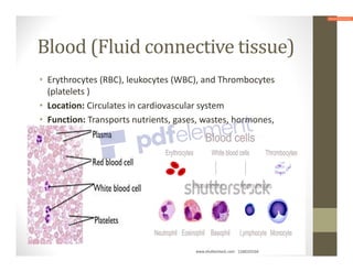 Mammalian tissues | PDF