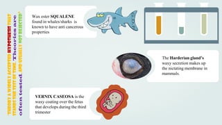 Mammalian wax and Synthesis | PPT