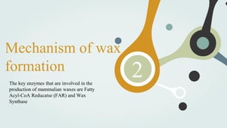 Mammalian wax and Synthesis | PDF
