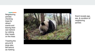 Giant Panda Communication | PPT