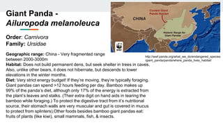 Giant Panda Communication | PPT