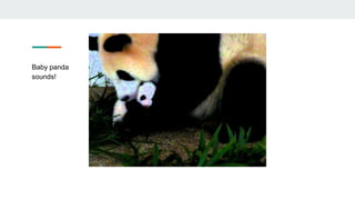 Giant Panda Communication | PPT